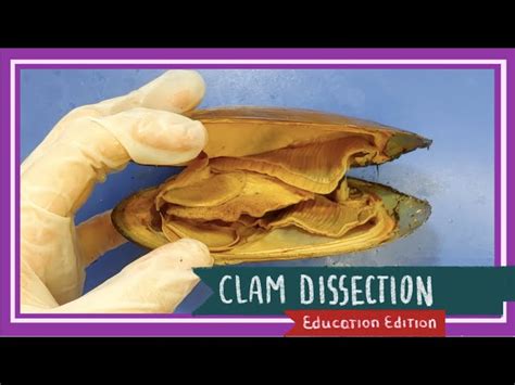 Clam Internal Anatomy Diagram Clam Dissection Biology Junction