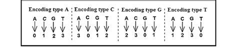 Phase Of Dna Encoding Download Scientific Diagram