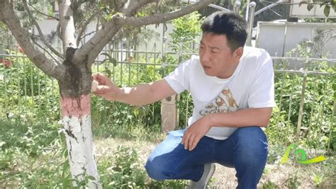 坚持人民至上满城区紧抓美国白蛾防治期 科学投放周氏啮小蜂 绿化 寄生蜂 自然资源
