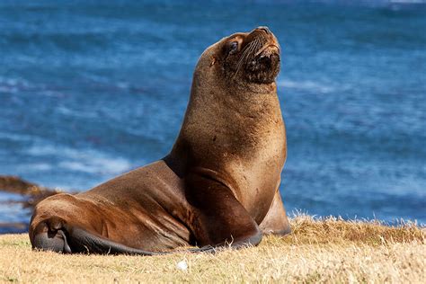 Sea Lion San Diego Zoo Animals And Plants