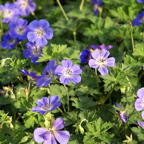 Chuxay Garden Semillas De Geranio ‘rozanne 55 Piezas De Semillas De Flores De Geranio