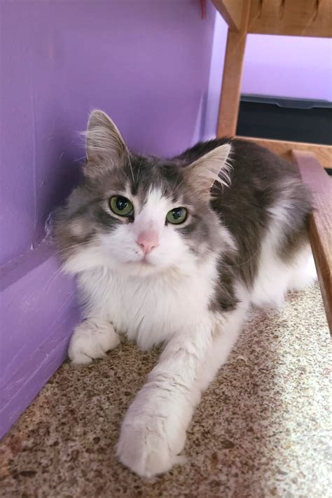 Gimpy Safe Haven Humane Society