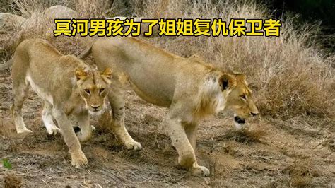 亚年成雄狮的天花板，冥河男孩一生坎坷，为了姐姐复仇保卫者 Youtube