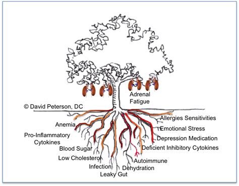 Adrenal Rehabilitation Hyrself Functional Medicine