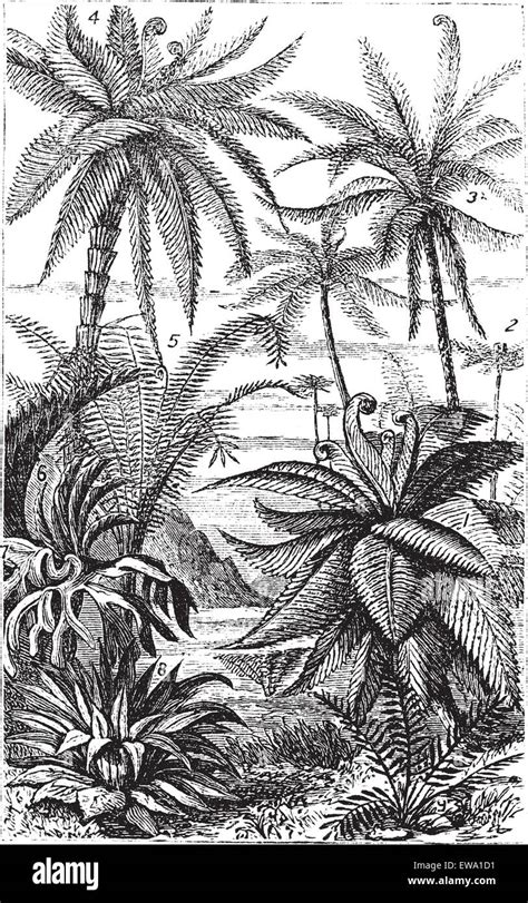 Arborescent Ferns During The Carboniferous Period Vintage Engraved Illustration Trousset