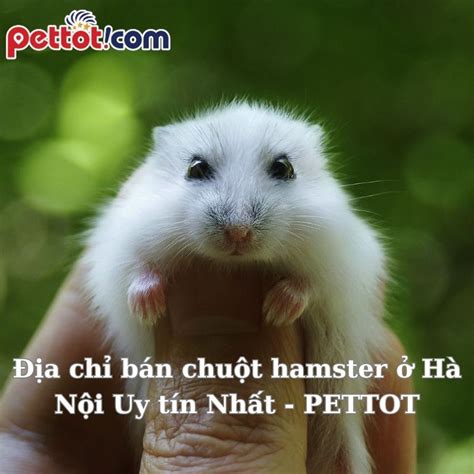 Chi Tiết Cách Nuôi Chuột Hamster Thức ăn Lồng Nuôi Đồ Chơi