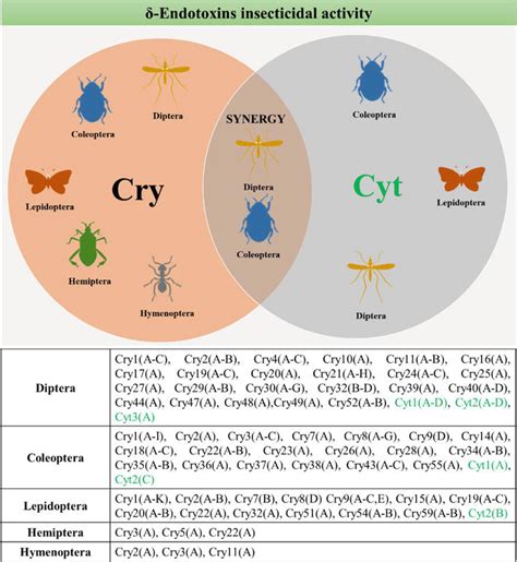 Toxic Potential Of Bacillus Thuringiensis An Overview Intechopen