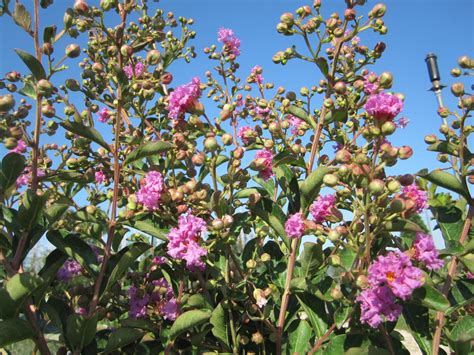 Lagerstroemia Indica Rosea Nova Toskanischer Flieder Krepp Myrthe Pflanzenhof Toskanapark