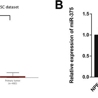 MiR 375 Expression Was Downregulated In LSCC Cell Lines A Lower