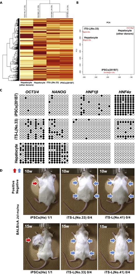Induced Hepatic Stem Cells Are Suitable For Human Hepatocyte Production