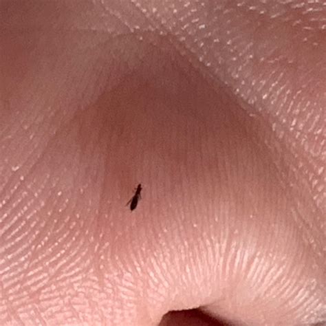 Tiny Flies In House By Window At Elsy Jones Blog