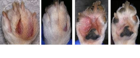 Interdigital Cysts Pododermatitis The Skin Vet