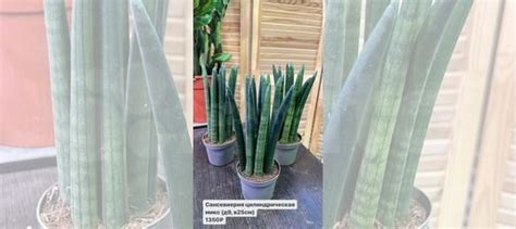 Сансевиерия купить в Москве Товары для дома и дачи Авито