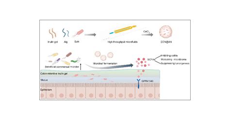 Microfluidics Derived Microparticles With Prebiotics And Probiotics For Enhanced In Situ
