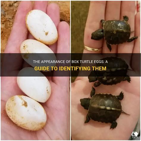 The Appearance Of Box Turtle Eggs A Guide To Identifying Them Petshun