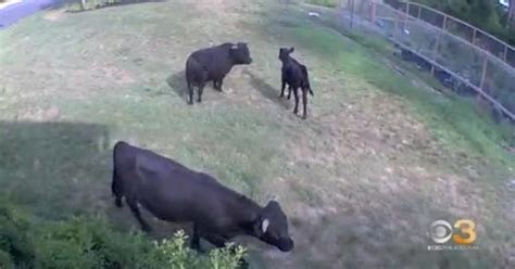 Security Cameras In Atlantic County Catch Cows Moving Through Resident