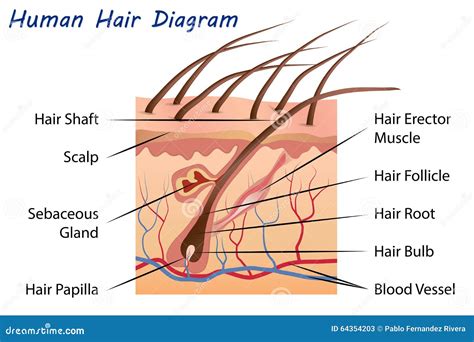 Labeled Hair Follicle Diagram Wiring Diagram Pictures