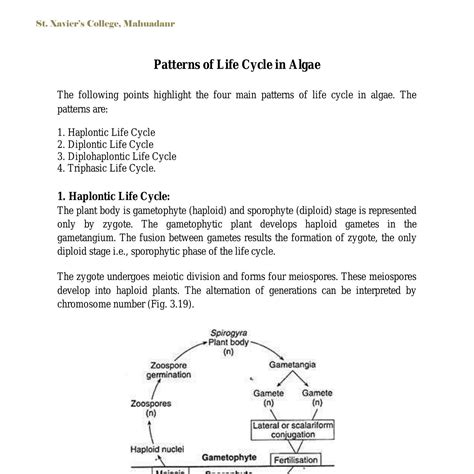 Patterns Of Life Cycle In Algae Pdf DocDroid