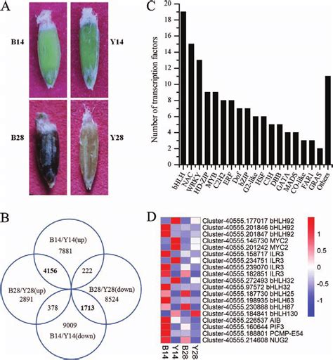 Transcriptome Analysis Of Sheepgrass Developing Seeds A Phenotype Of