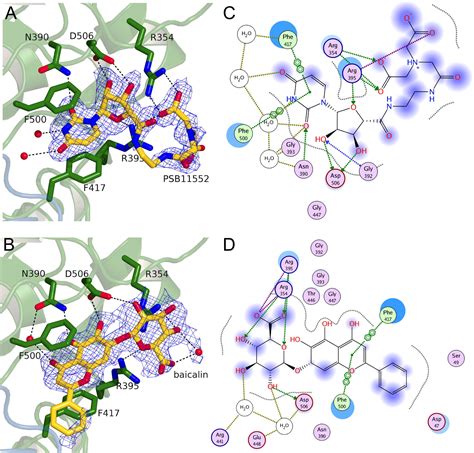 Crystal Structure Of The Human Ecto 5′ Nucleotidase Cd73 Insights