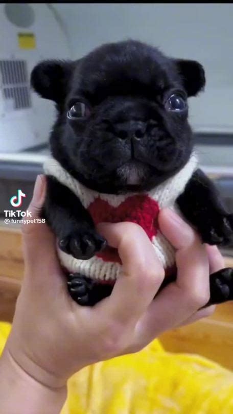 Shes So Small She Cant Smell Anything Bc Smell M Tumbex