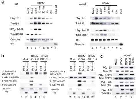 The Lipid Raft Microdomain Is Involved In Regulating Hcmv Induced Download Scientific Diagram
