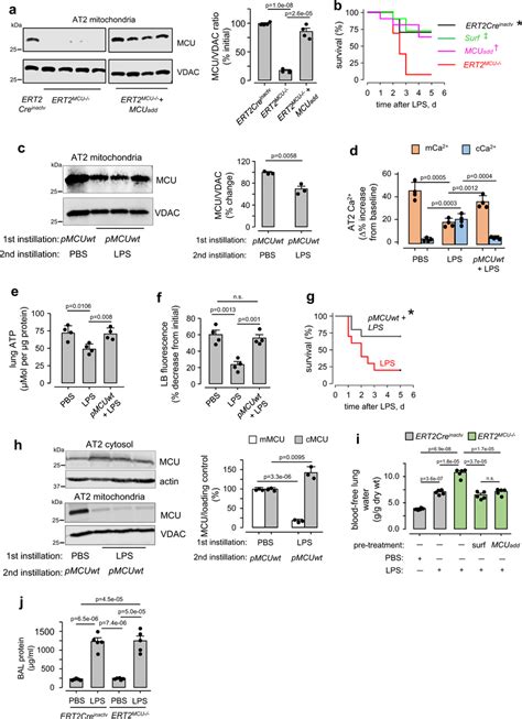 effects of wild type mcu overexpression in alveolar epithelium a