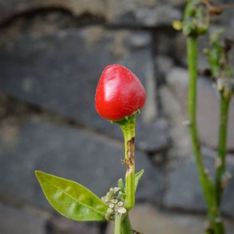 Chili Pequin Peppers