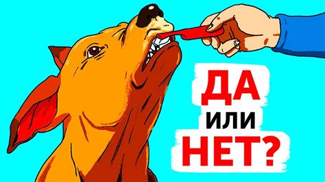 Советы и рекомендации для владельцев собак - YouTube