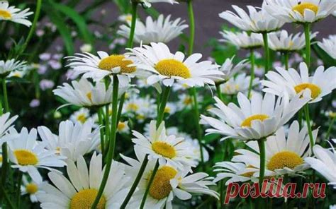 Ромашка садовая крупная многолетняя посадка и уход Ромашка анютины Дача дача Постила