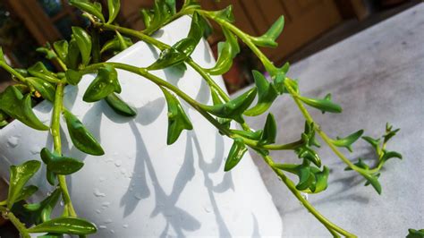 12 Beautiful Trailing String Of Plants To Decorate Your Home