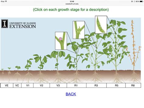 Pepper Plant Growth Stages Garden Plant