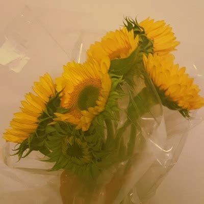 Yellow Yellow Yellow Tumbex