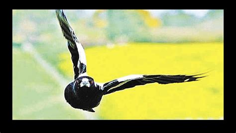 ‘tis The Season For Swooping Magpies