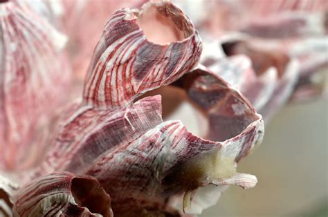 200 Free Conch And Seashell Images Pixabay