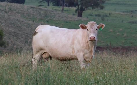 Ben Lomond Aggregation Palgrove