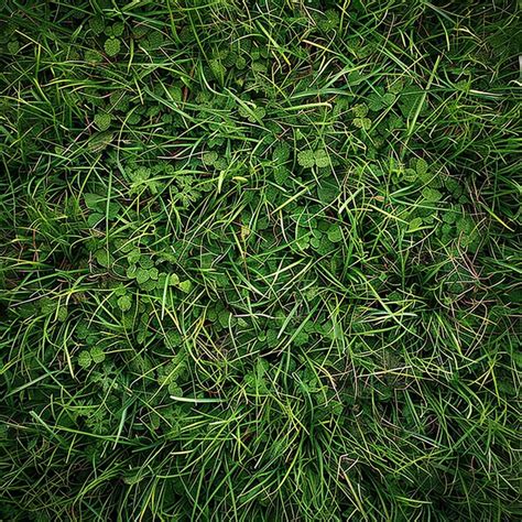 Closeup Of Grass Patch Premium Ai Generated Image