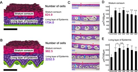 Results Of Computer Simulations Of Epidermal Growth On A Flat Basement