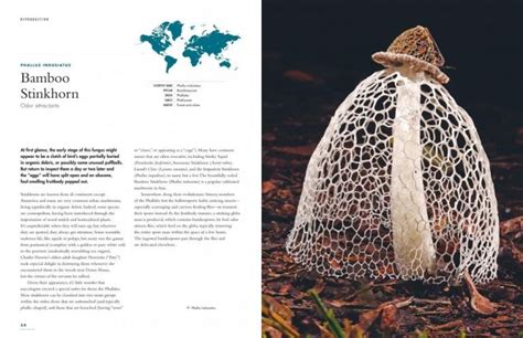The Lives Of Fungi A Natural History Of Our Planet S Decomposers Nokomis