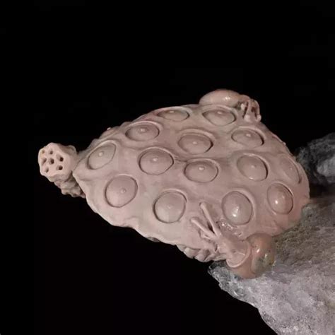 劉鉅華蓮蓬系列作品鐫刻秋意感知禪境意趣 每日頭條