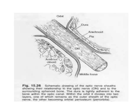 Anatomy Of Optic Nerve Pptx