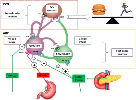 Figure 3 [schematic Diagram Illustrating The Central ] Endotext