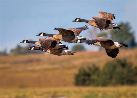 Geese Migration