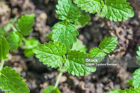 지상 가까이에서 의 약용 식물 멜리사 Officinalis 작은 콩나물 발 아 0명에 대한 스톡 사진 및 기타 이미지 0명