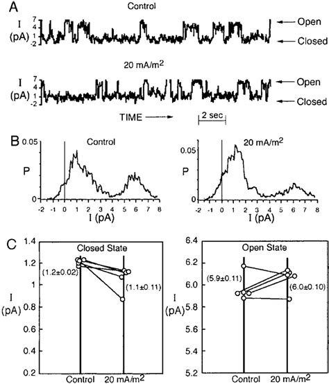 Effect Of 60 Hz Currents Through The Bath Solution On Gap Junction Download Scientific Diagram