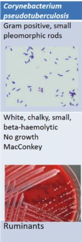 Chap 10 Corynebacterium And Actinomyces Flashcards Quizlet