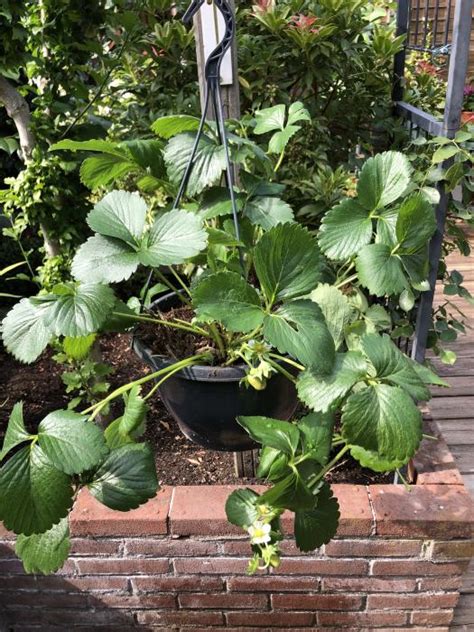 Fragaria X Ananassa Ostara