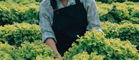 Premium Photo Farmer Cultivate Healthy Nutrition Organic Salad