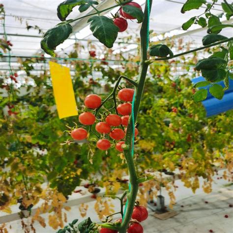 Mergedtomatodataset1117 Object Detection Dataset By 张文