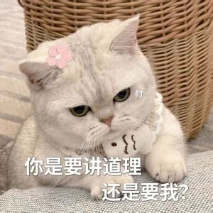 小猫咪盯 你是要讲道理 还是要我表情包表情包图片gif动图 求表情网 斗图从此不求人